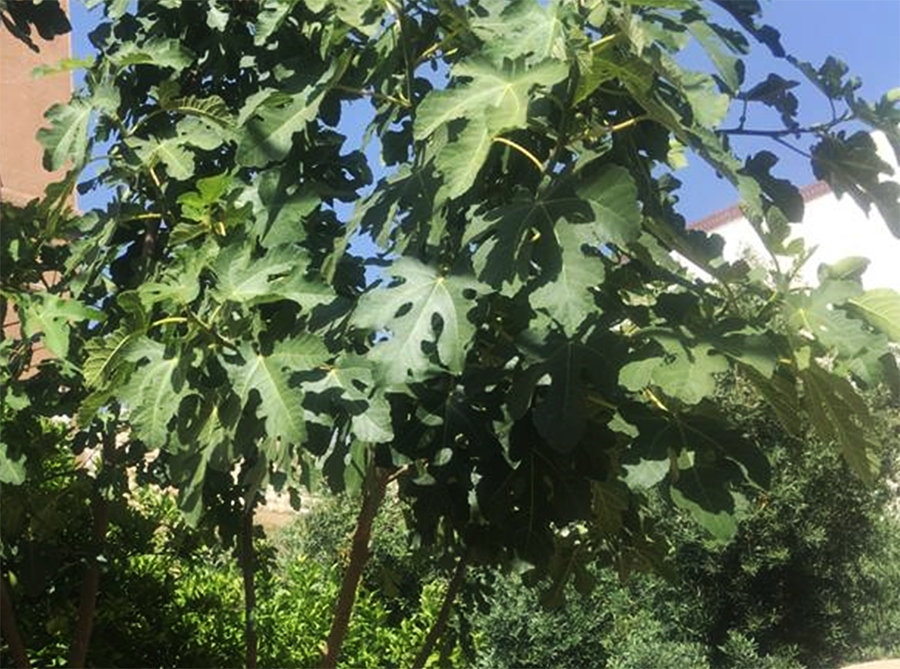 About Us - FIGS CREATIVE LAB